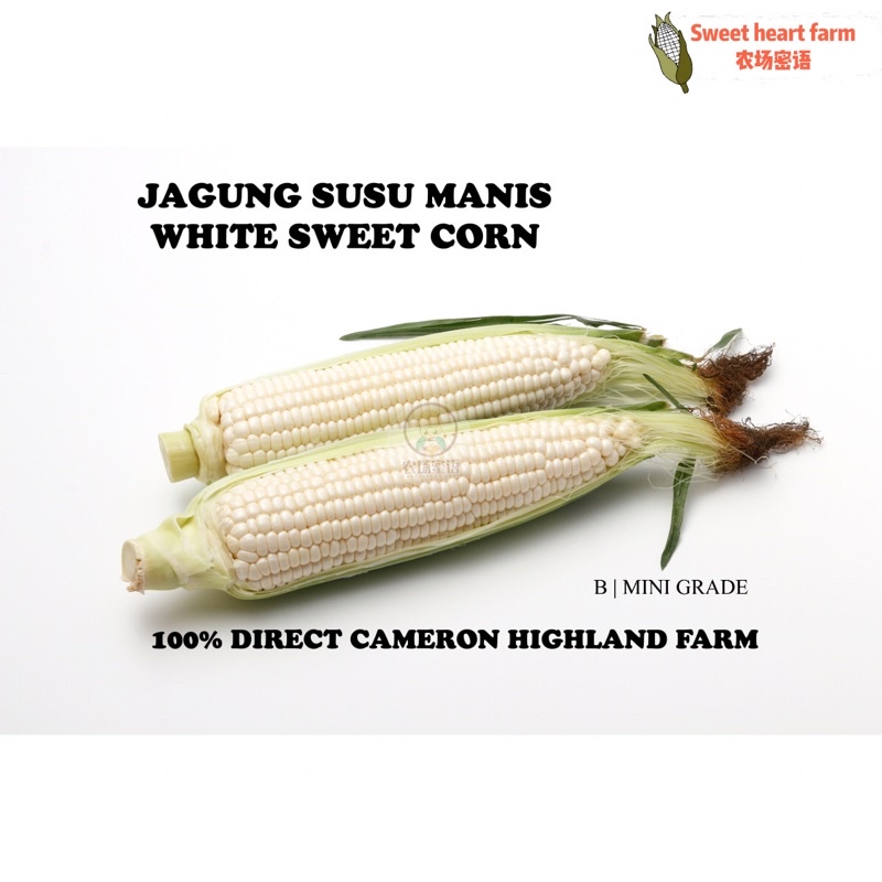 10 PCS for RM31.99｜B GRADE | 100% Pure Cameron Jagung Susu Manis ｜White ...