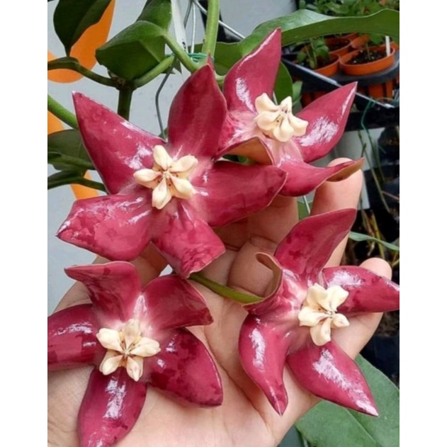 【Rare Beauty】Hoya imperialis Red #Real# Plants (without pot)' | Shopee ...