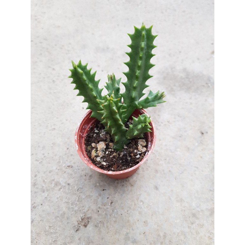 Live succulent plant (pot size 5cm) ready stock 多肉植物 星星花 | Shopee Malaysia