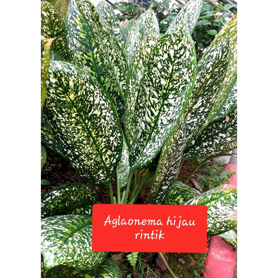Aglonema & Kemoyang Hitam | Shopee Malaysia