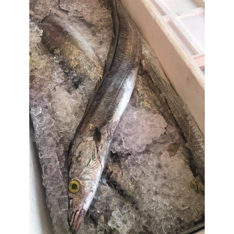 FRESH FROZEN Belt Fish / 带鱼 ( 600gm+/- per fish ) | Shopee Malaysia