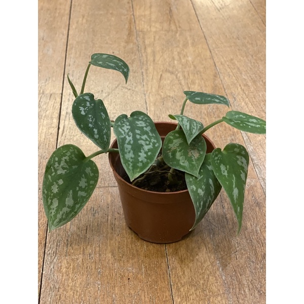 Scindapsus Pictus Indoor Plant | Shopee Malaysia