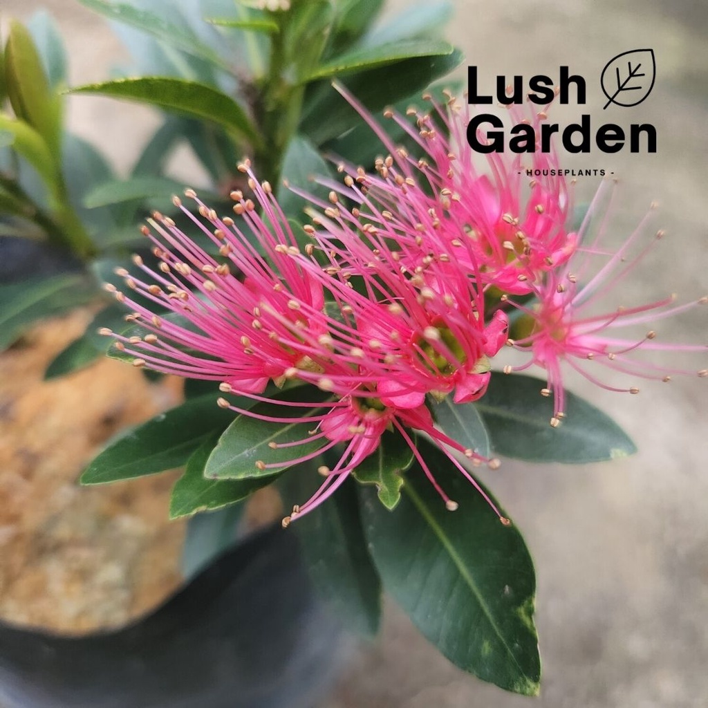 Xanthostemon Chrysanthus / Pokok Bunga Jambu / Bunga Penda Merah 银蜂花 ...