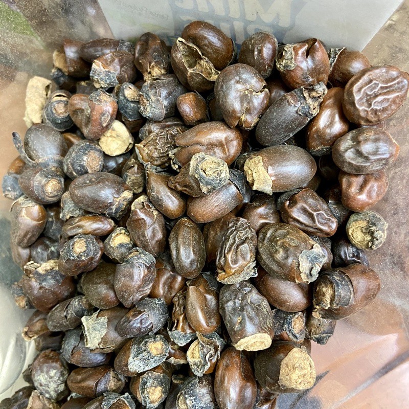 Lychee Seed / Lai Chee Seed 荔枝核 [100g RM3] | Shopee Malaysia