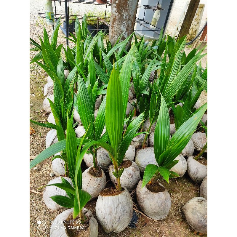POKOK KELAPA PANDAN SIAM | Shopee Malaysia