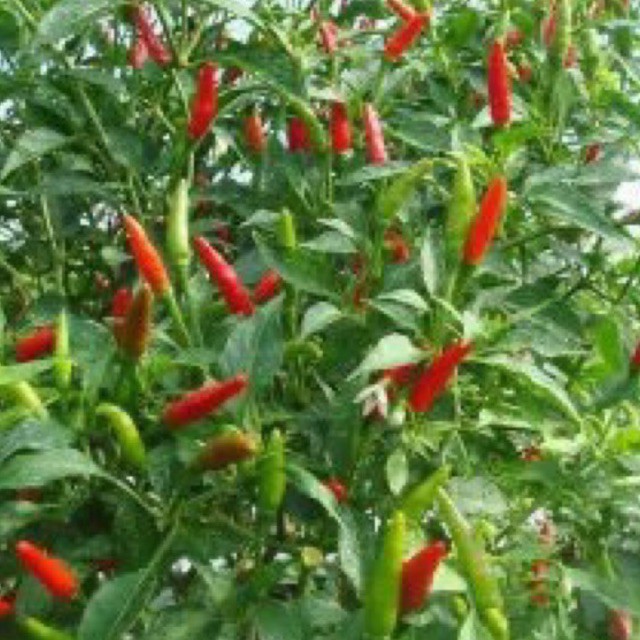 Anak pokok lada bara, chili bara, anak lada, pokok subur dan dh nak ...