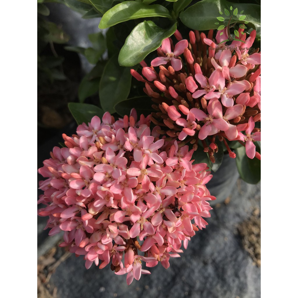 Berjaya Plant Nursery - Bunga Ixora Sunkist/Jenjarum(Pokok Bunga Hidup ...