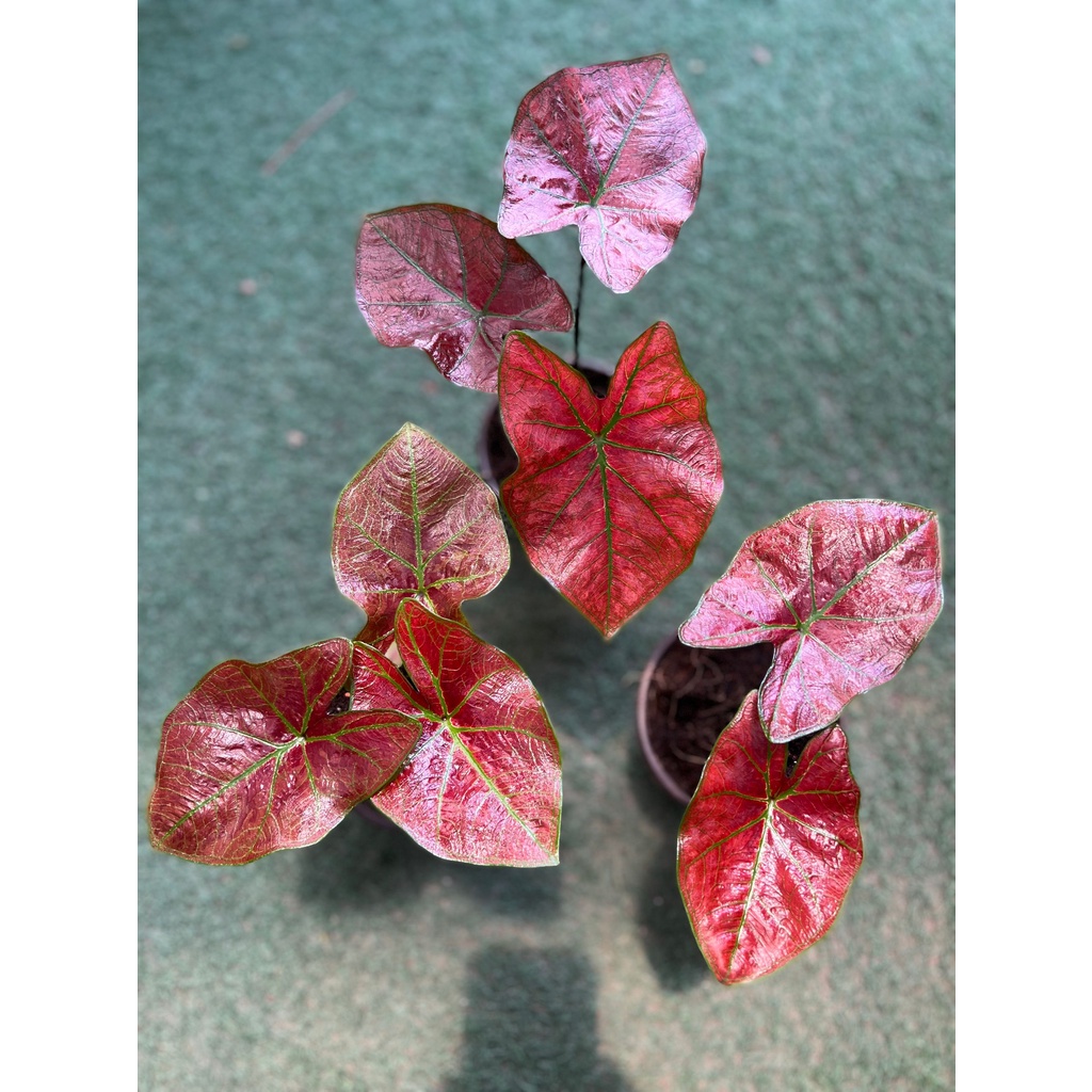 Caladium Festivia (P130-S/M) | Shopee Malaysia