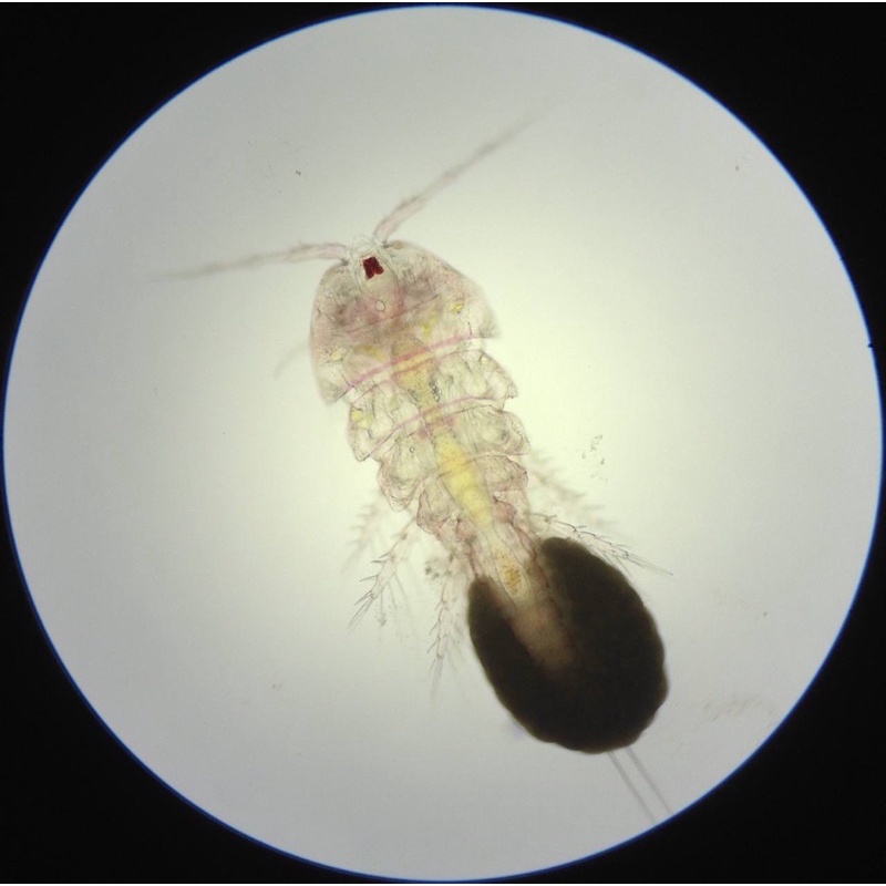 LIVE COPEPOD GOOD FOR REEF TANK (Amphiascoides) | Shopee Malaysia