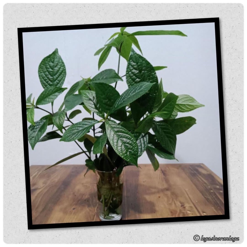 Pokok Pecah Batu / Beling | Shopee Malaysia