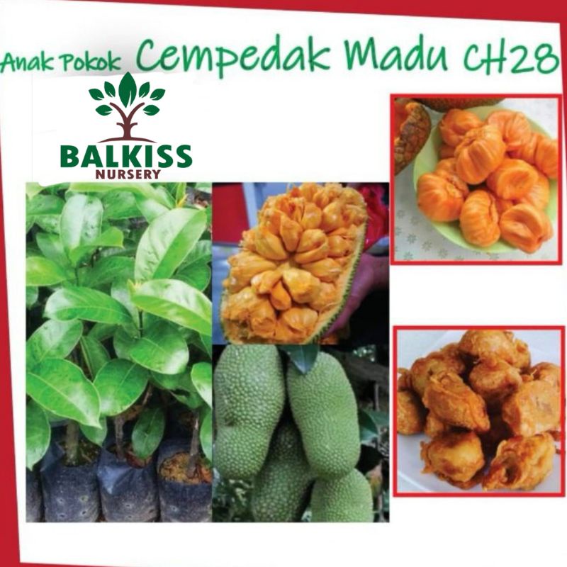 Anak Pokok Cempedak Madu Ch28.. | Shopee Malaysia