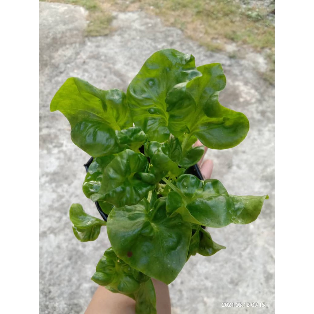 Anak Pokok Bayam Brazil / Brazilian Spinach / Alternanthera Sissoo ...