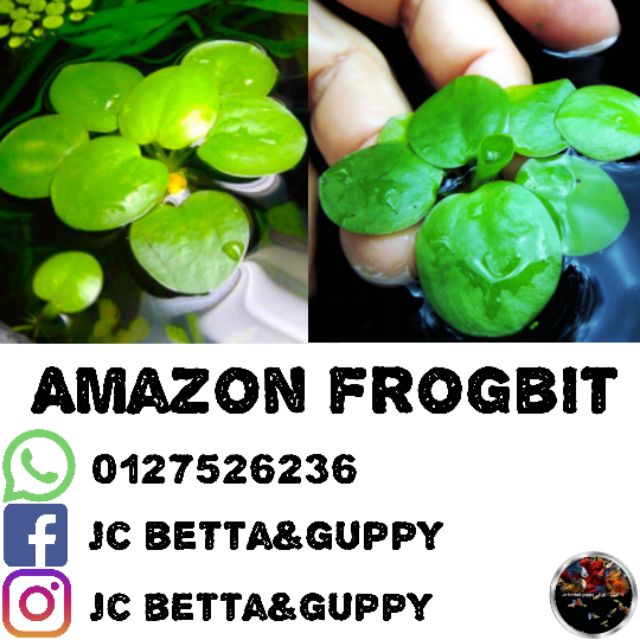 floating plant- Amazon frogbit(6-7pcs) 圆心浮萍 | Shopee Malaysia