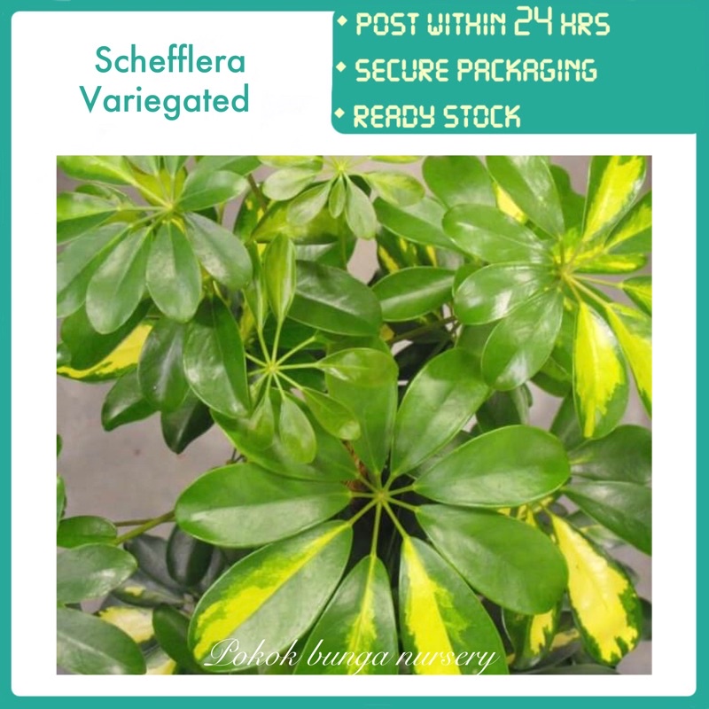 PBN - schefflera variegated - pokok bunga nursery arbicola umbrella ...
