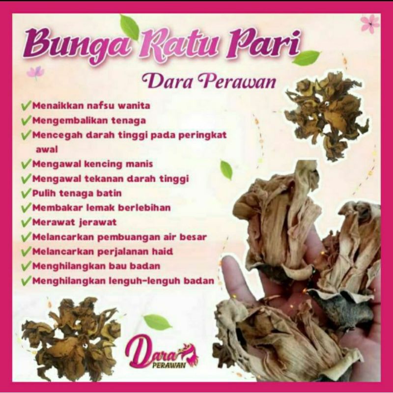🔥BUNGA RATU PARI🔥bunga ajaib dara perawan | Shopee Malaysia