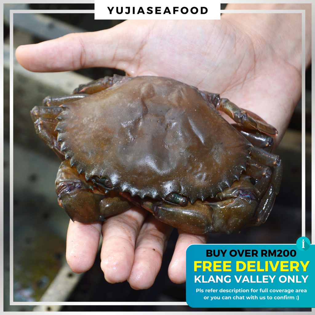 [KL&SGR SAHAJA] Frozen Ketam Kulit Lembut 150/200 / Soft Shell Crab ...