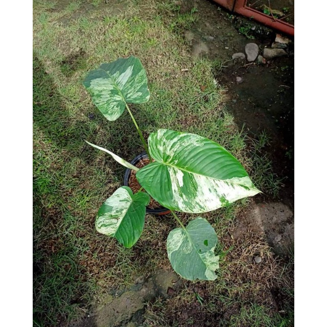 Schismatoglottis Calyptrata Variegated (Rare) (Baby) | Shopee Malaysia