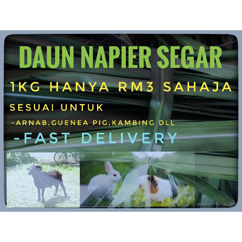1kg fresh napier leaves daun napier segar/guinea pig/rabbit | Shopee ...