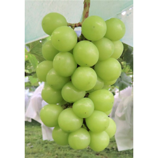 POKOK ANGGUR SHIND MUSCAT - Super Rare | Shopee Malaysia