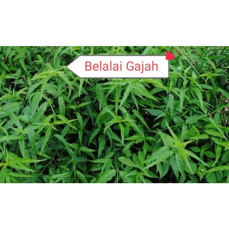 15 Keratan Batang + Daun Pokok Belalai Gajah | Shopee Malaysia