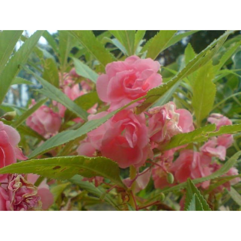 Anak pokok keembung (pink) Impatiens balsamina (Pokok Keembong ...