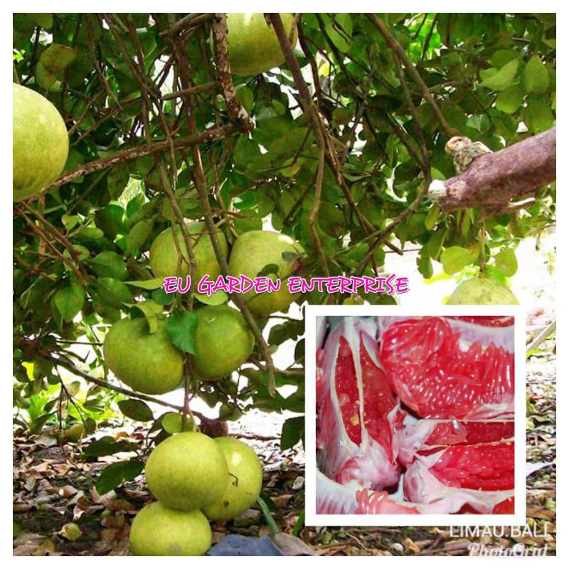 Pokok Buah Limau Barli Isi Merah HYBRID ( Citrus Grandis L / Citrus ...