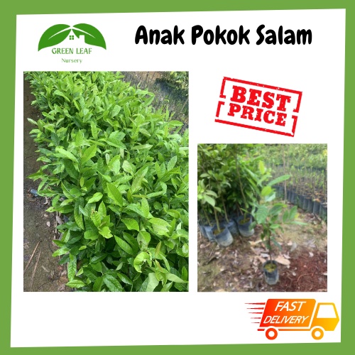Green Leaf Nursery - Anak Pokok Salam (2.0 Kaki) / Bay Leaf /Serai Kayu ...