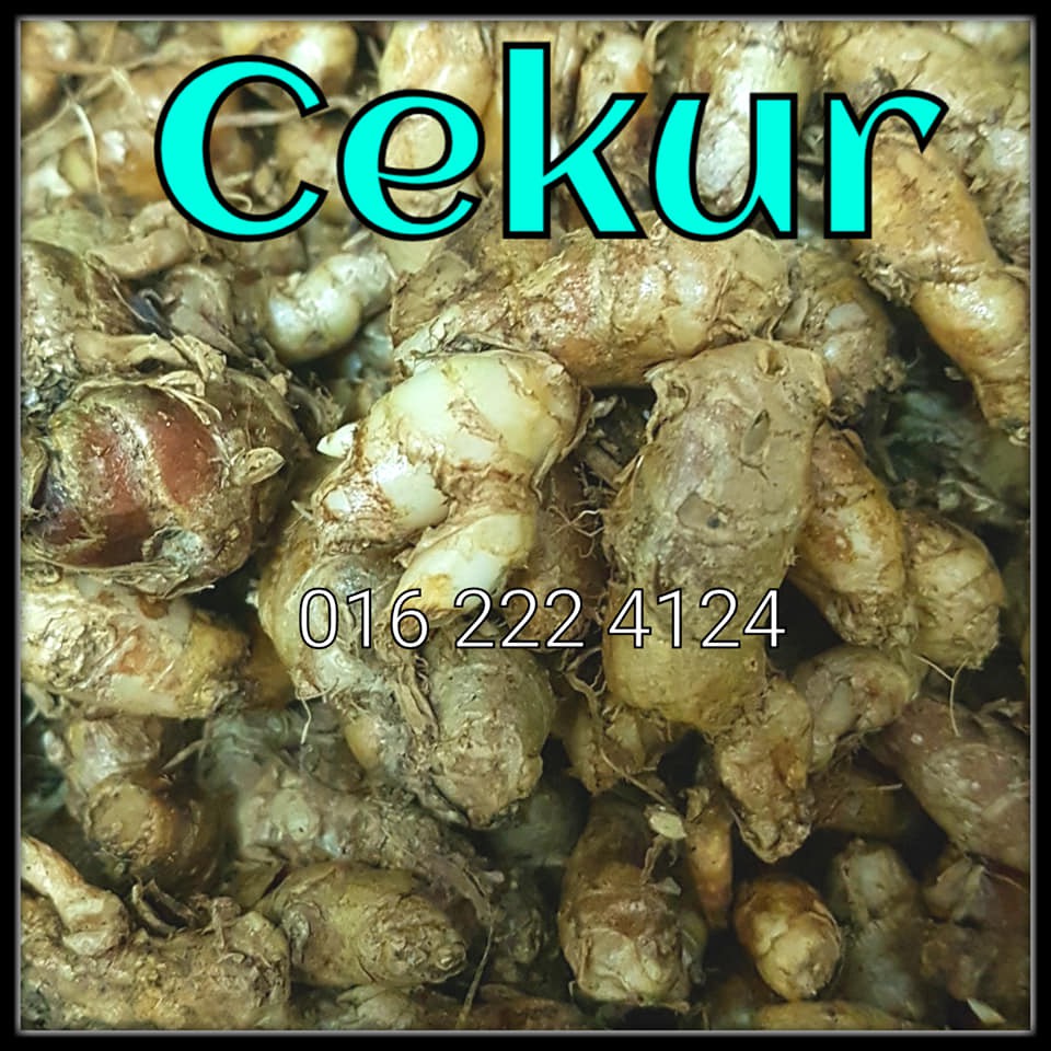 1KG Rizom Cekur@ Kencur Untuk masakan ataupun Benih | Shopee Malaysia