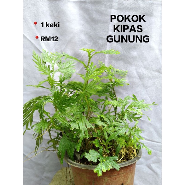 Pokok Kipas Gunung 🌱 | Shopee Malaysia