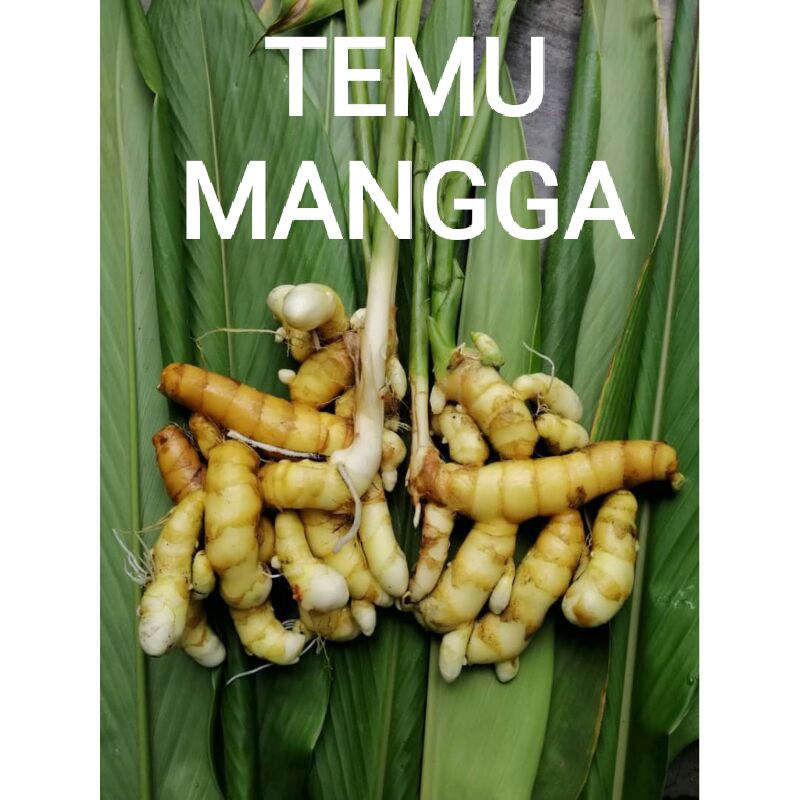 RIZOM TEMU MANGGA / RIZOM ULAM TEMU MANGGA / TEMU PAUH | Shopee Malaysia