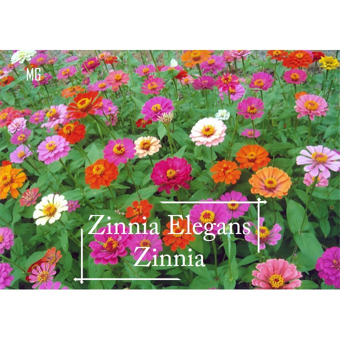*Easy* Zinnia Small Flower Seeds Mix Colour - 200 seed *Pot Friendly ...