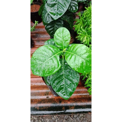 pokok bunga cina daun bulat/gardenia/ jasminoides | Shopee Malaysia