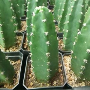 Grafting Rootstock: 13 and 20cm Tall Harrisia jusbertii Cactus | Shopee ...