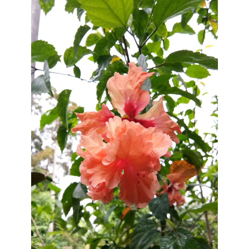 Bunga raya warna peach double layer keratan batang | Shopee Malaysia