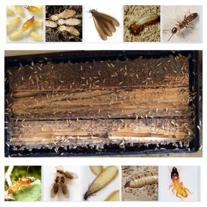 Kotak Umpan Anai-anai Kayu Indoor Termite Bait Box Wood Trap Termite ...