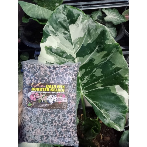 BAJA MIX BOOSTER (CAMPURAN 4 IN 1)1kg | Shopee Malaysia