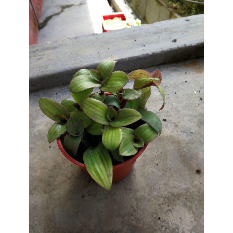 WANDERING JEW PLANT /POKOK TELINGA KERA SEPASU 水龟草 | Shopee Malaysia