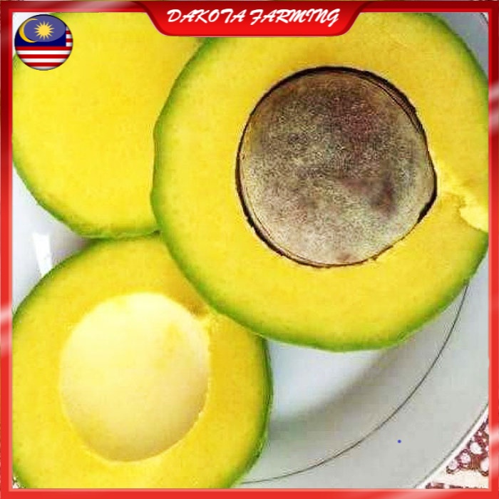 Anak Pokok Avocado Booth 8 Pokok Kawin Grafted Import Dari Thailand ...