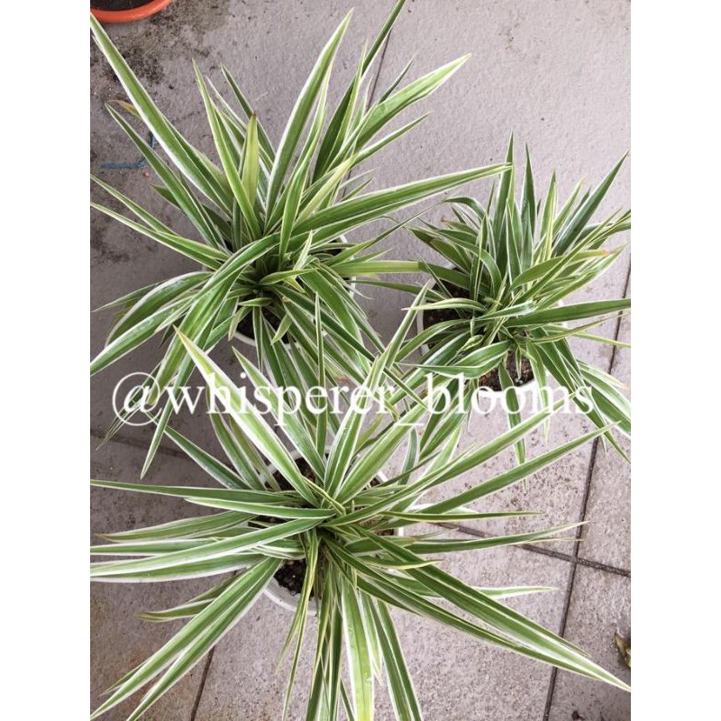 SPIDER PLANT / Small Leaf / Pokok Spider | Shopee Malaysia