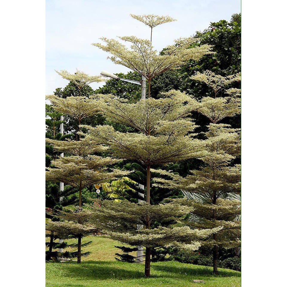 (READY STOCK) BUCIDA BATIK, POKOK HIDUP BUCIDA, LIVE PLANT, HIASAN ...