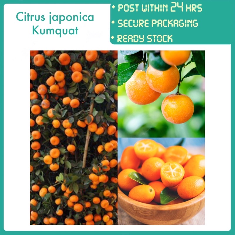 PBN - anak pokok citrus japonica - pokok bunga nursery kumquat marumi ...