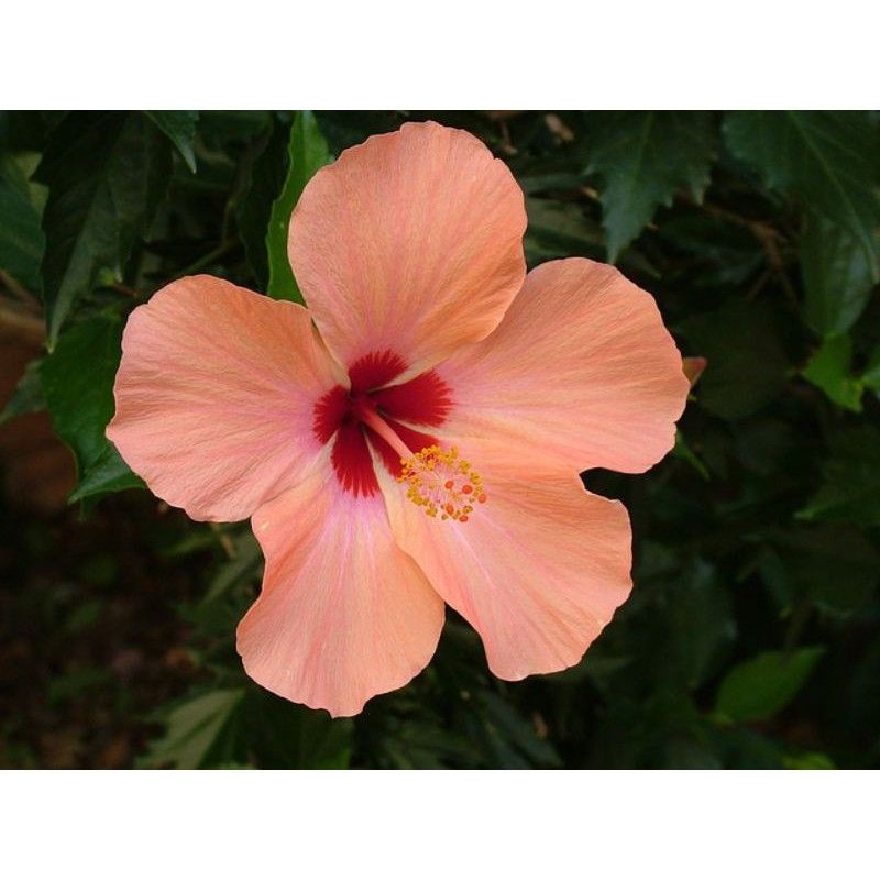 keratan batang bunga raya peach | Shopee Malaysia