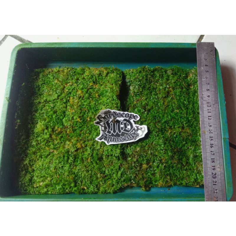 Moss Weeping Tropica Tray 30x20 cm | Shopee Malaysia