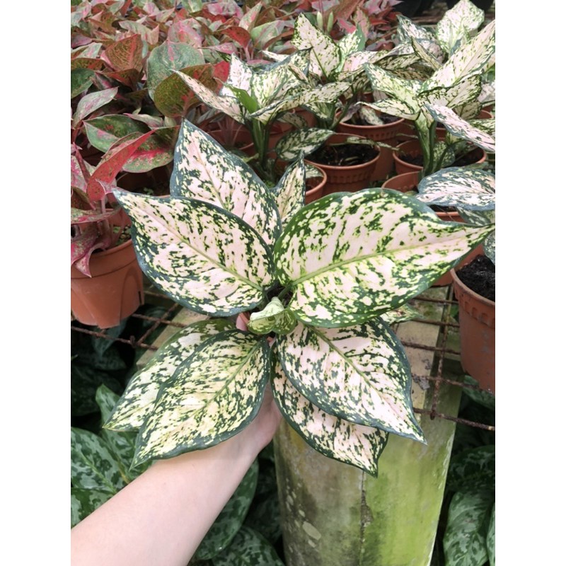 Vv-Aglaonema etta rose/Eileen 🌿艾琳 indoor plant | Shopee Malaysia