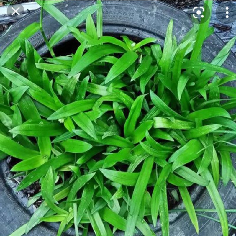 BENIH RUMPUT CINA / RUMPUT BEIJING (POLIBEG) | Shopee Malaysia