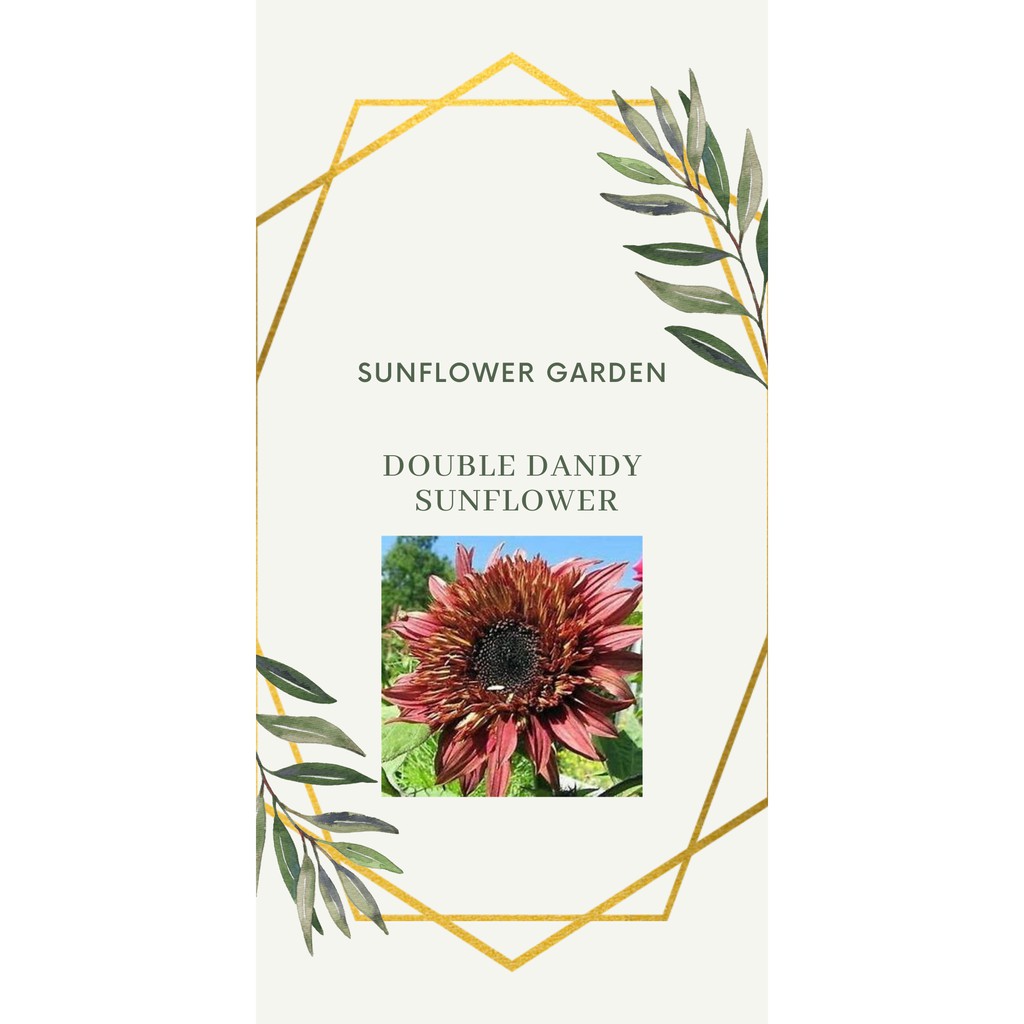 Double Dandy Sunflower (10 seeds) | Shopee Malaysia