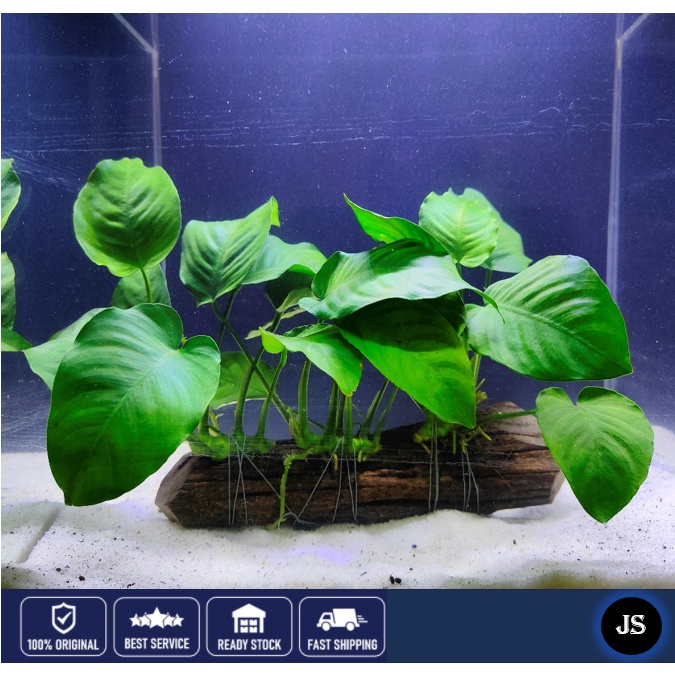 🔥Buy 3 Free 1🔥Anubias, Windelov & Java Fern Aquatic Live Plant (Anubias ...
