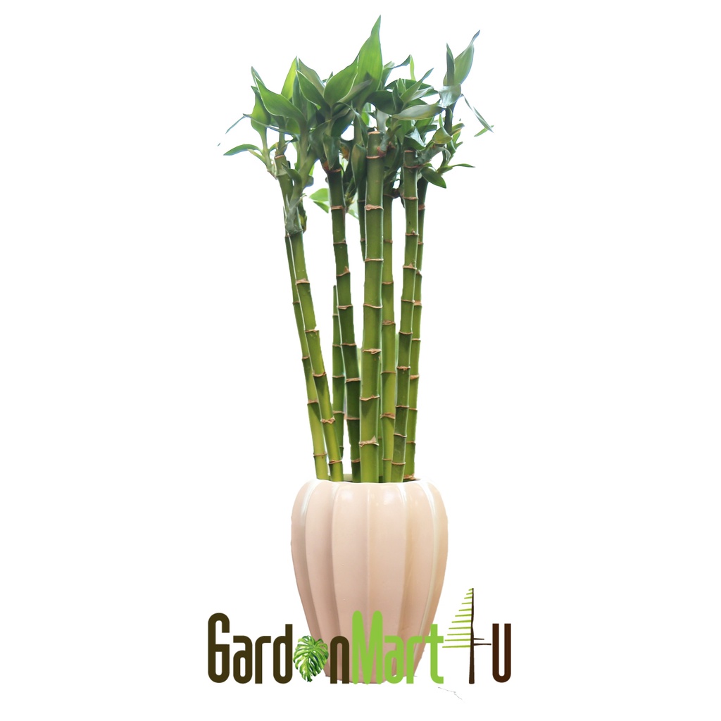 Live Plant Curly Bamboo Straight Lucky Bamboo CNY Pokok Fengshui 40 ...