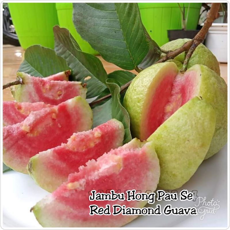 KKB Pokok Jambu Batu Hong Pau Se, Red Diamond Guava | Shopee Malaysia