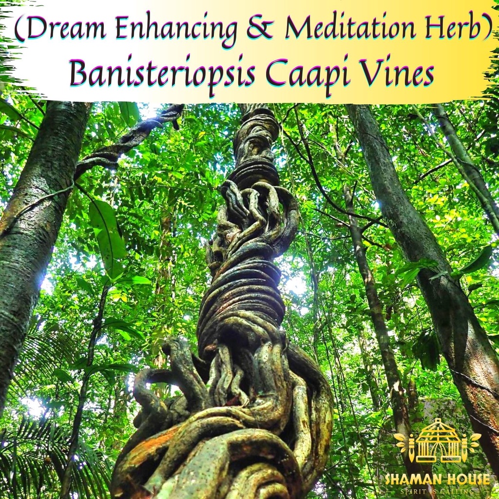 【👁 Dream Enhancing & Meditation Herb】(3g) Wild Banisteriopsis Caapi ...